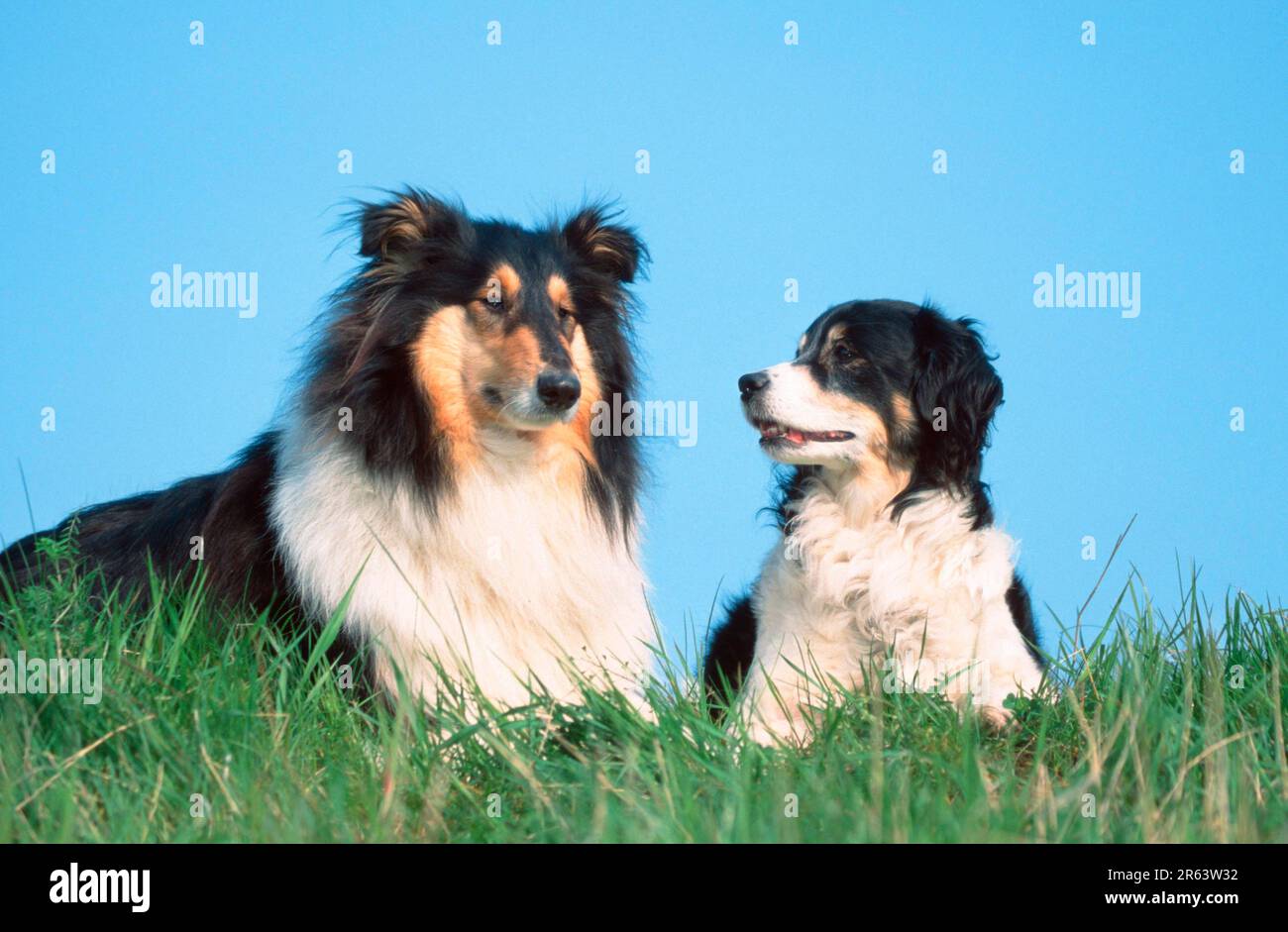 Rough Collie And Mixed Breed Dog Stock Photo Alamy