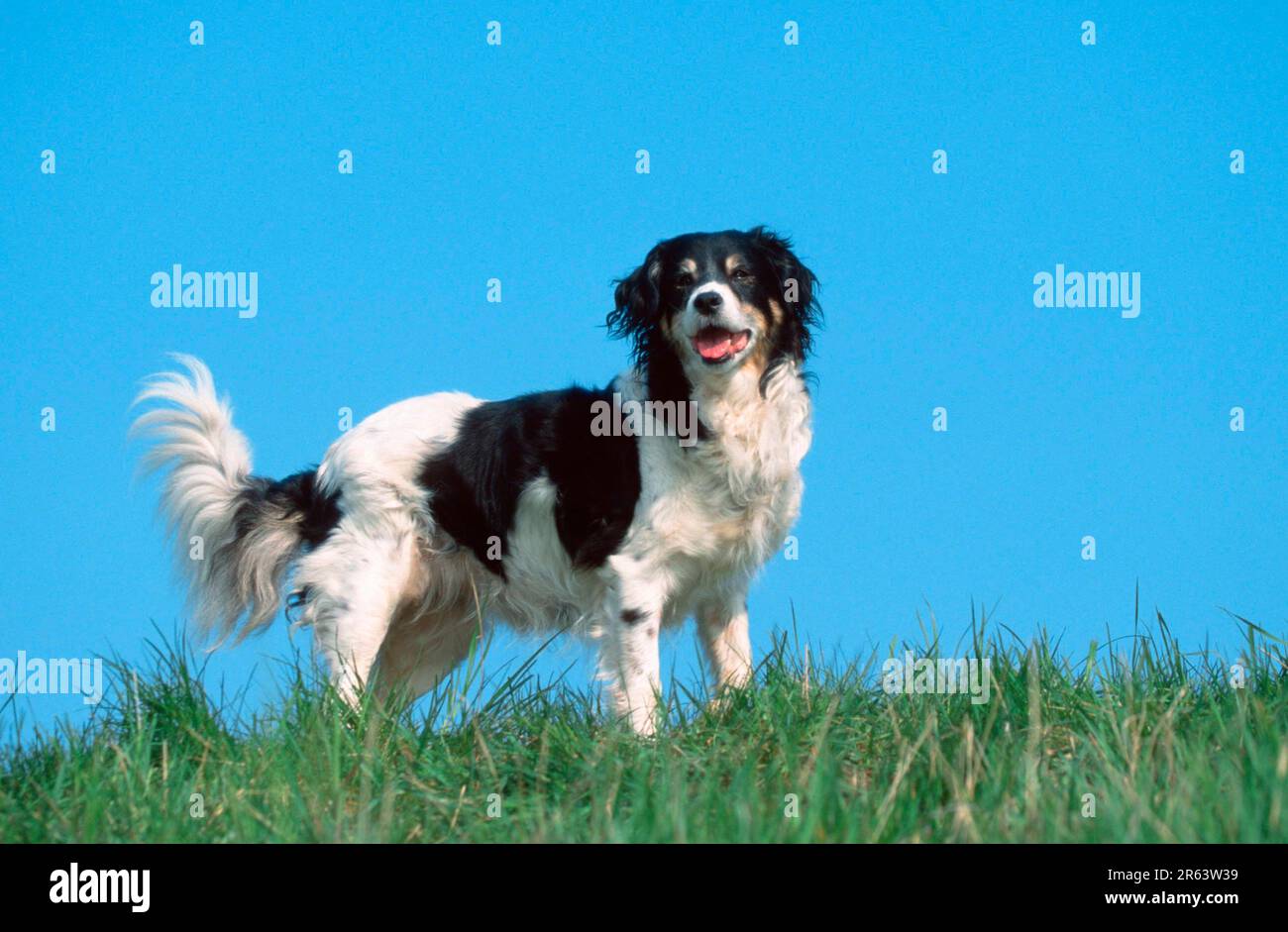 Outdoor dog photography hi-res stock photography and images - Alamy