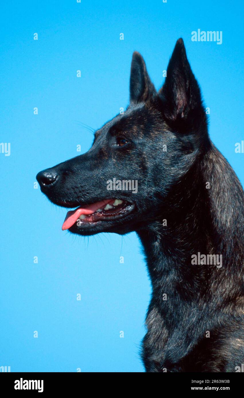 Dutch Shepherd, Hollandse Herder, outside, outdoor, lateral, side ...