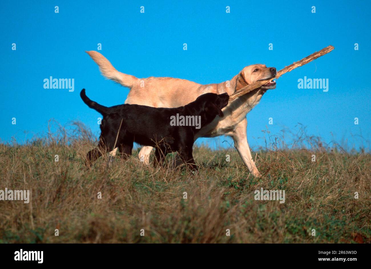 Four chocolate yellow labrador retriever hi-res stock photography and ...