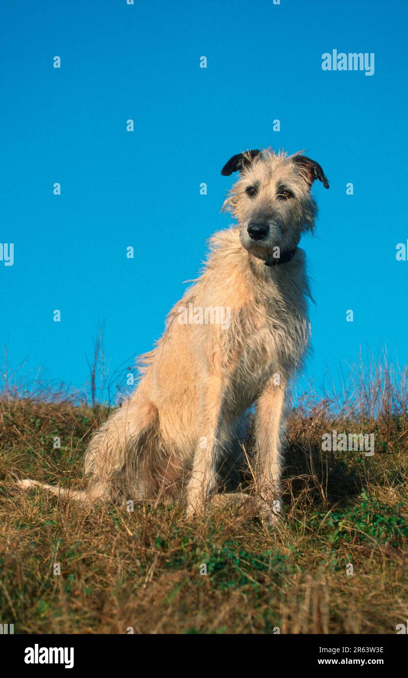 Irish greyhound hi-res stock photography and images - Alamy