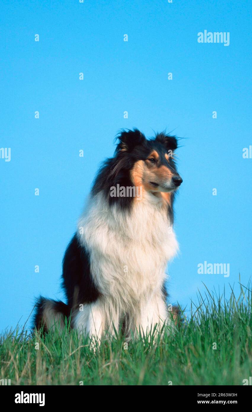 Rough collie hi-res stock photography and images - Alamy
