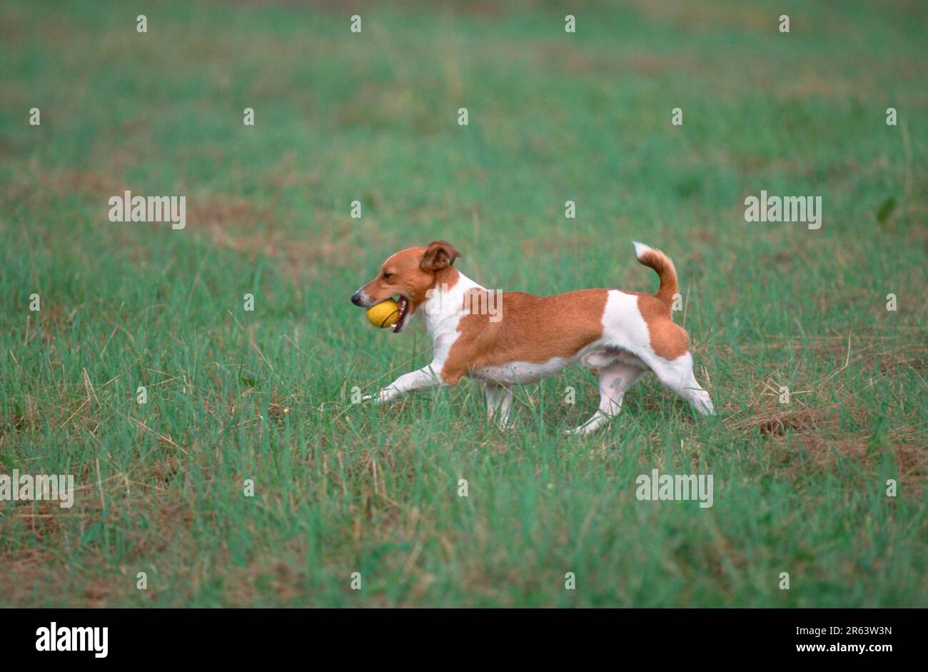 Jack Russell Terrier, Ball Stock Photo - Alamy