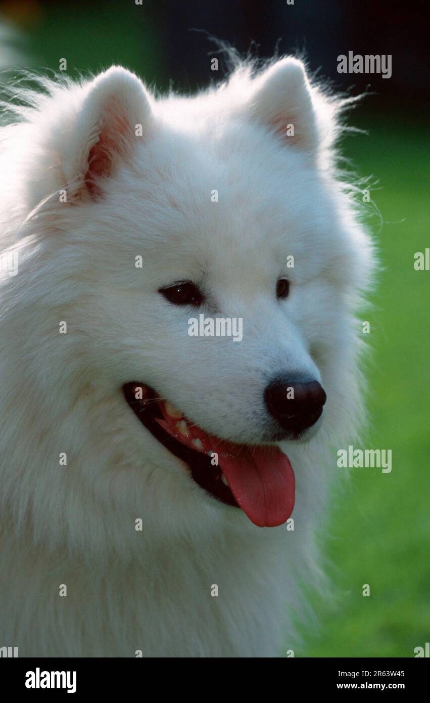 Samoyed dog portrait tongue hi-res stock photography and images - Alamy