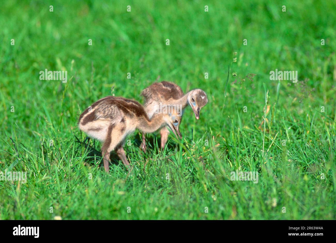 American Rhea (Rhea americana), Greater rhea Stock Photo - Alamy