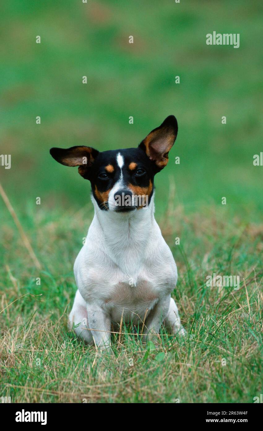 Jack Russell Terrier (animals) (mammals) (mammals) (domestic dog) (pet ...