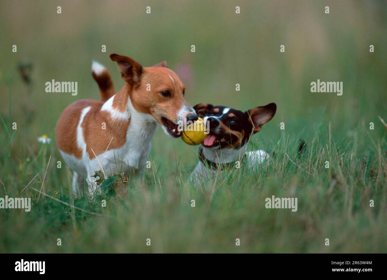 Jack Russell Terrier, Pair with Ball Stock Photo - Alamy