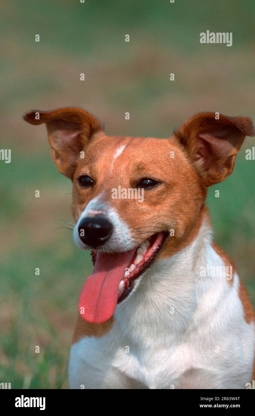 Jack Russell Terrier (animals) (mammals) (mammals) (domestic dog) (pet ...