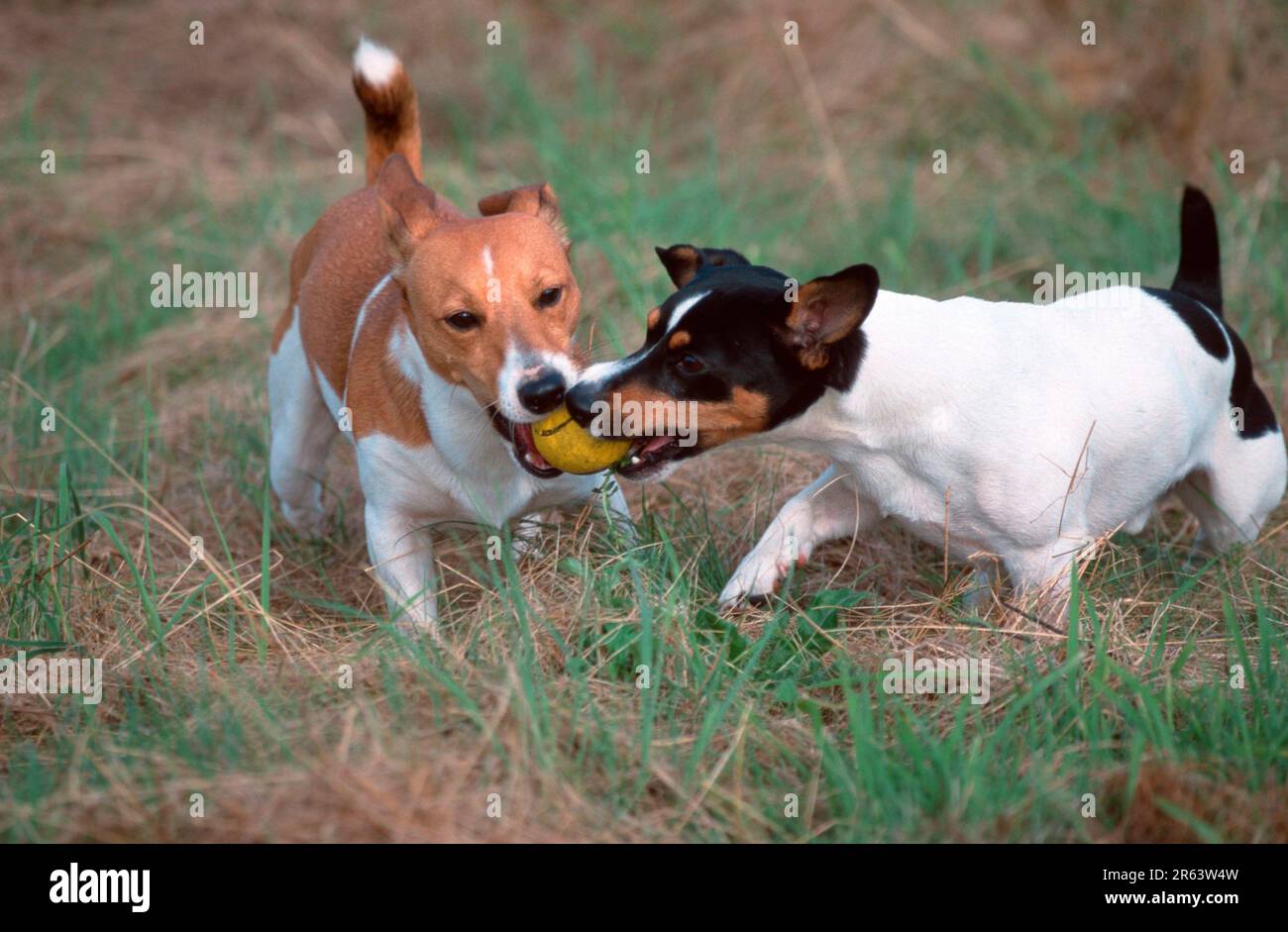 Jack Russell Terrier, Pair with Ball Stock Photo - Alamy