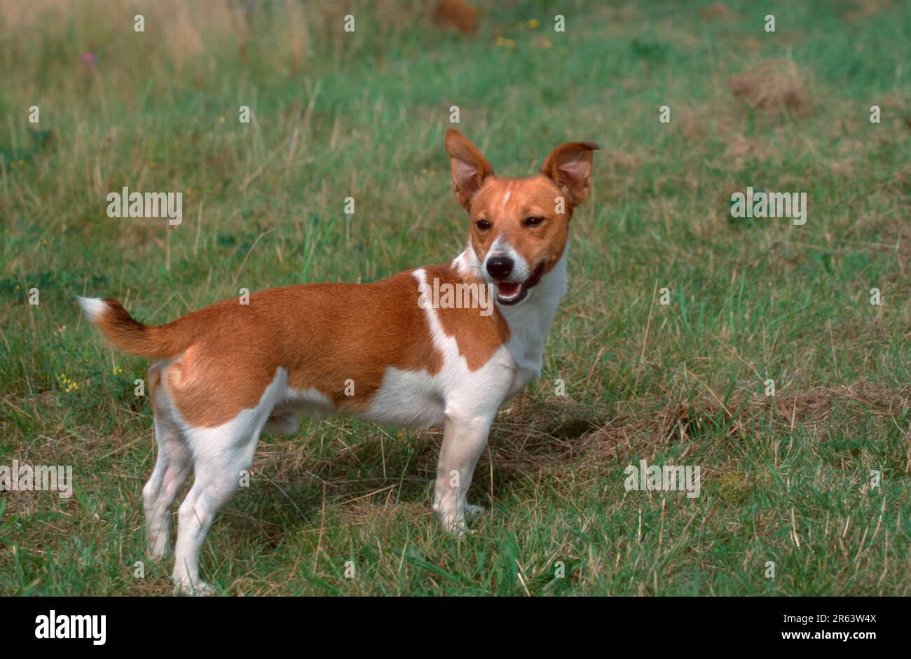 Jack Russell Terrier (animals) (mammals) (mammals) (domestic dog) (pet ...