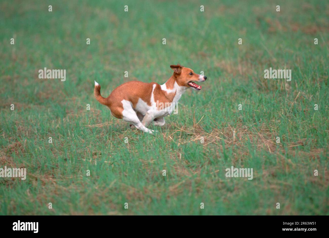 Jack russell terrier adult running hi-res stock photography and images ...