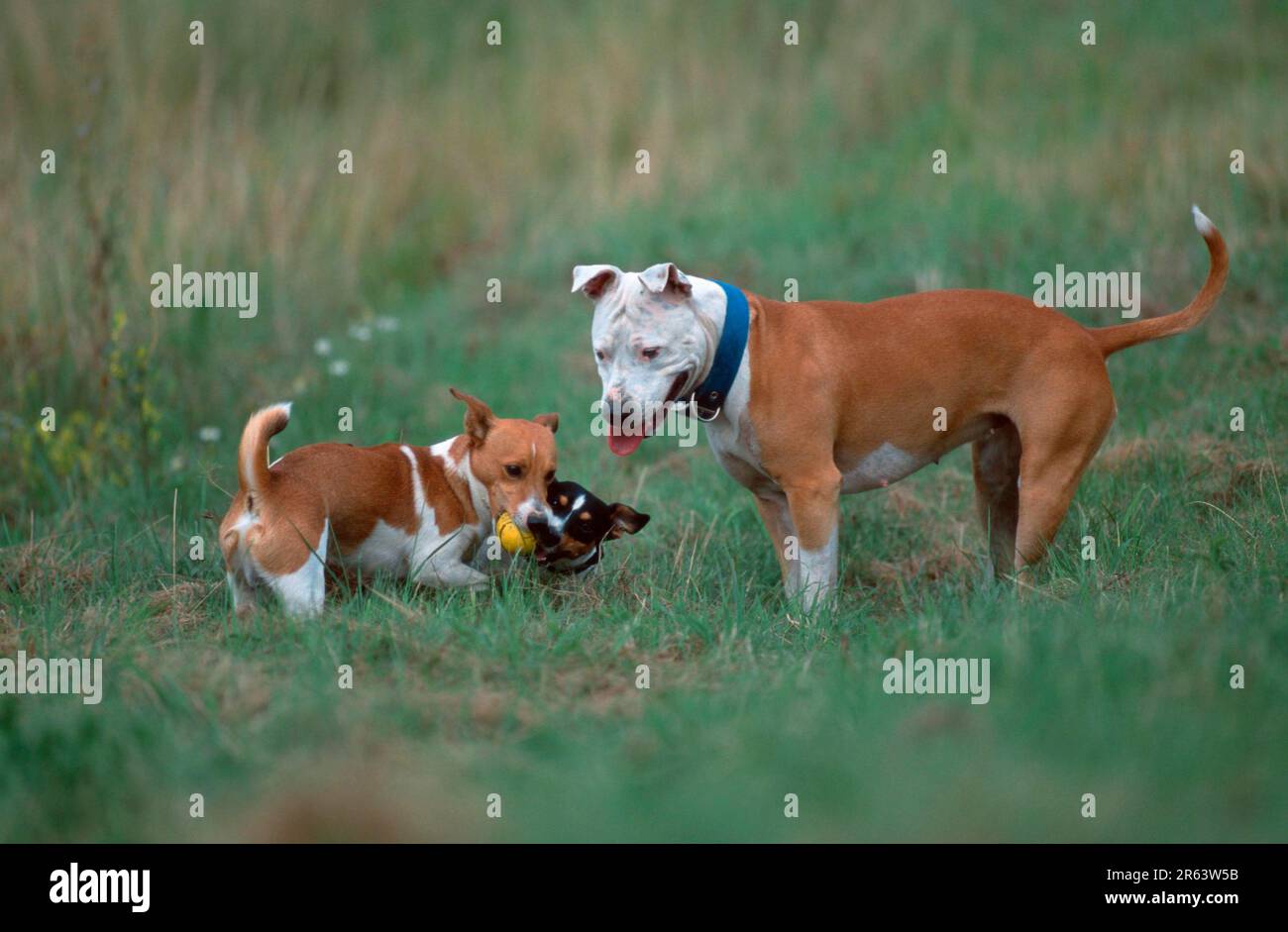 Bull terrier jack russell hi-res stock photography and images - Alamy