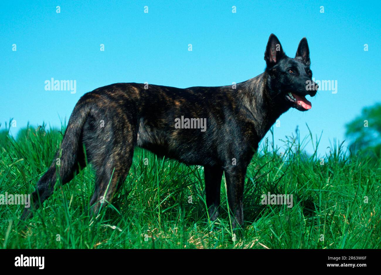 Dutch shepherd hollandse herder hi-res stock photography and images - Alamy