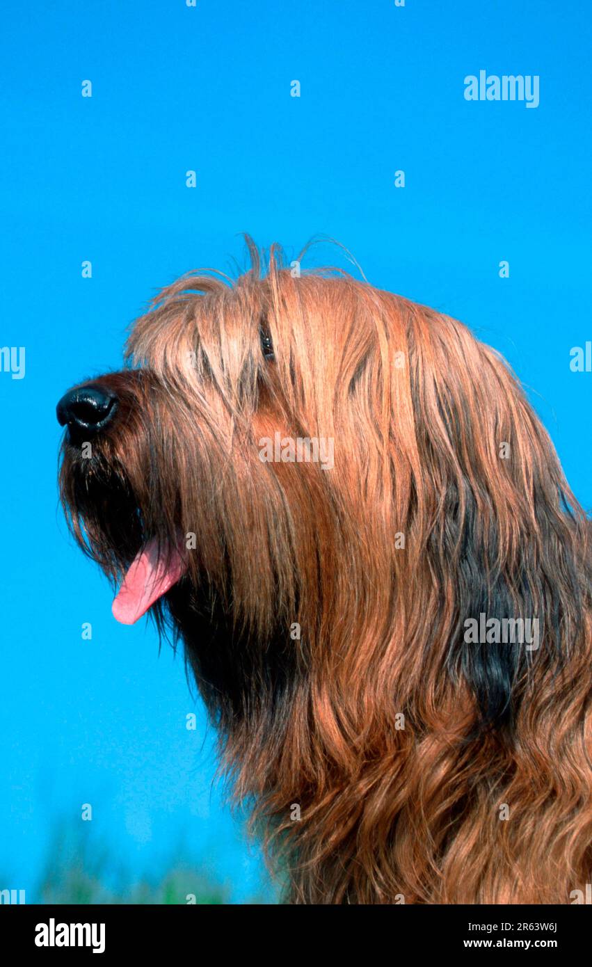 Briard, Berger de Brie (animals) (mammals) (mammals) (domestic dog ...