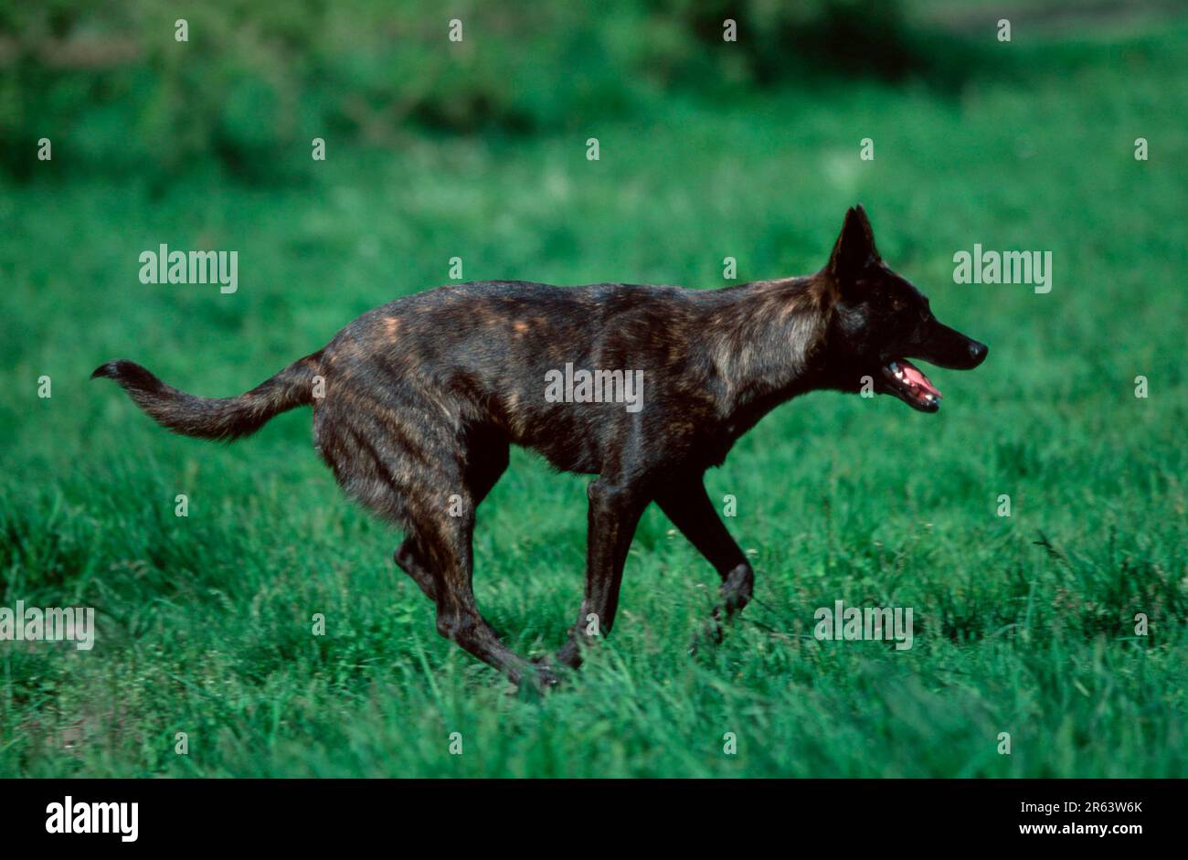 Dutch Shepherd, Hollandse Herder, Dutch Shepherd, outside, outdoor ...