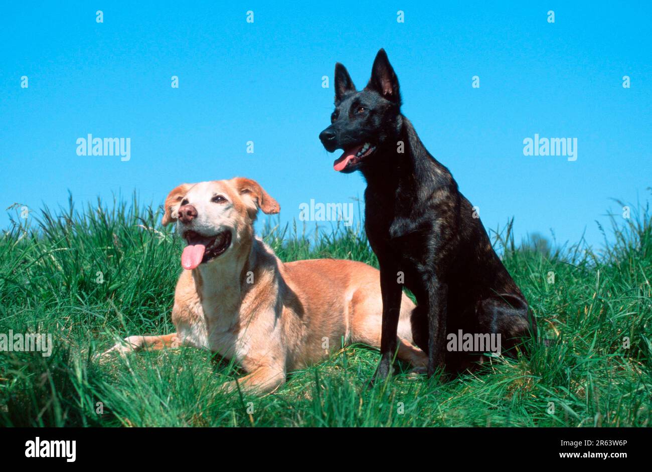Dutch Shepherd Dog and Mongrel Dog, Hollandse Herder Stock Photo - Alamy