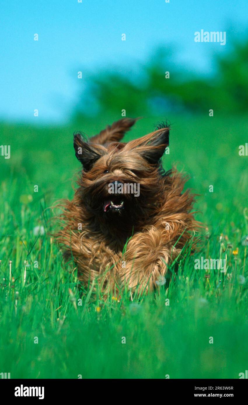 Briard, Berger de Brie (animals) (mammals) (mammals) (domestic dog ...