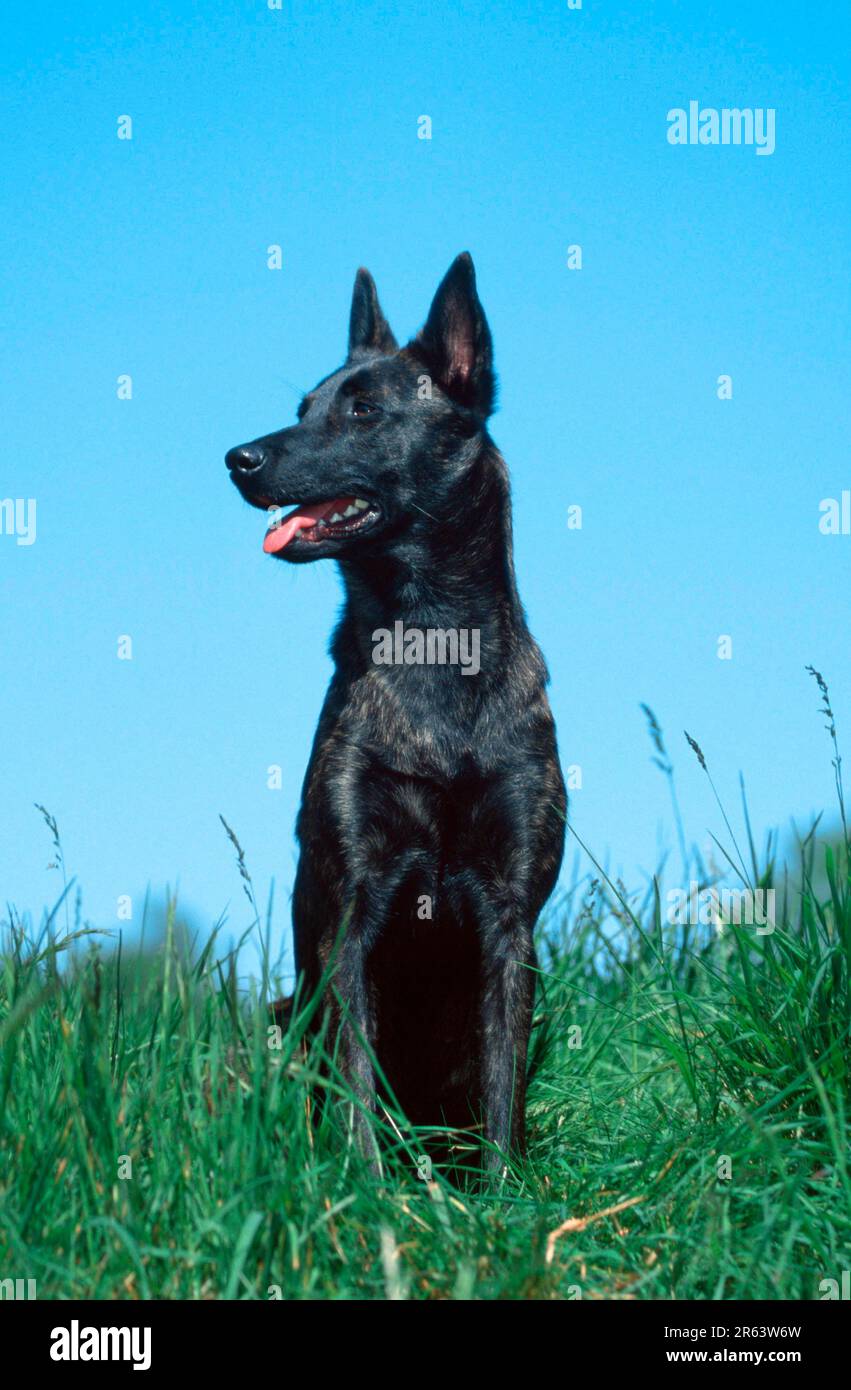 Hollandse herder hi-res stock photography and images - Alamy