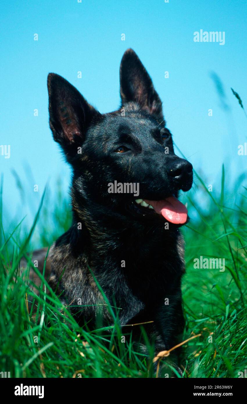 Dutch Shepherd Dog, Hollandse Herder Stock Photo - Alamy