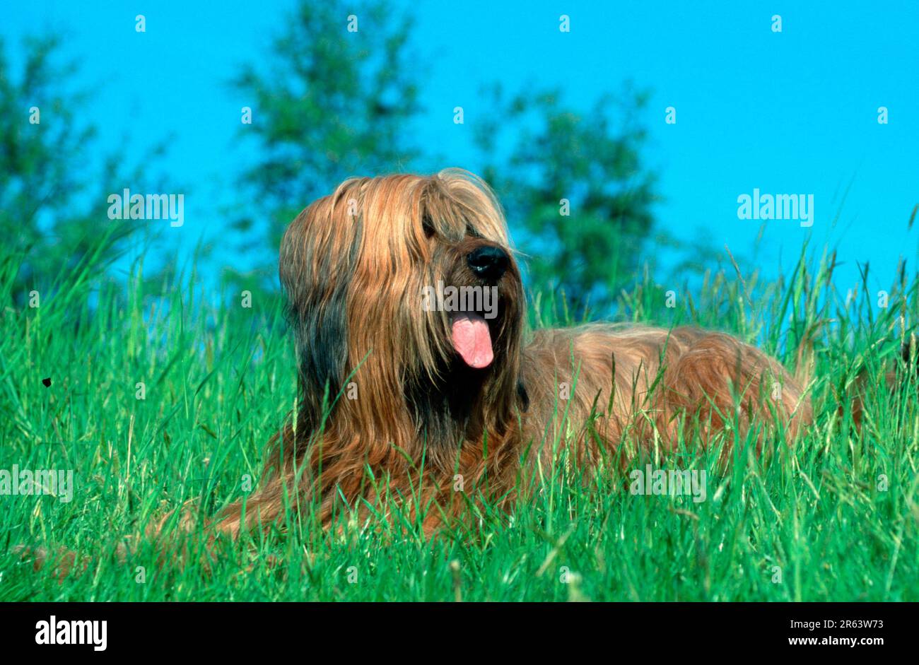 Berger briard tongue hi-res stock photography and images - Alamy
