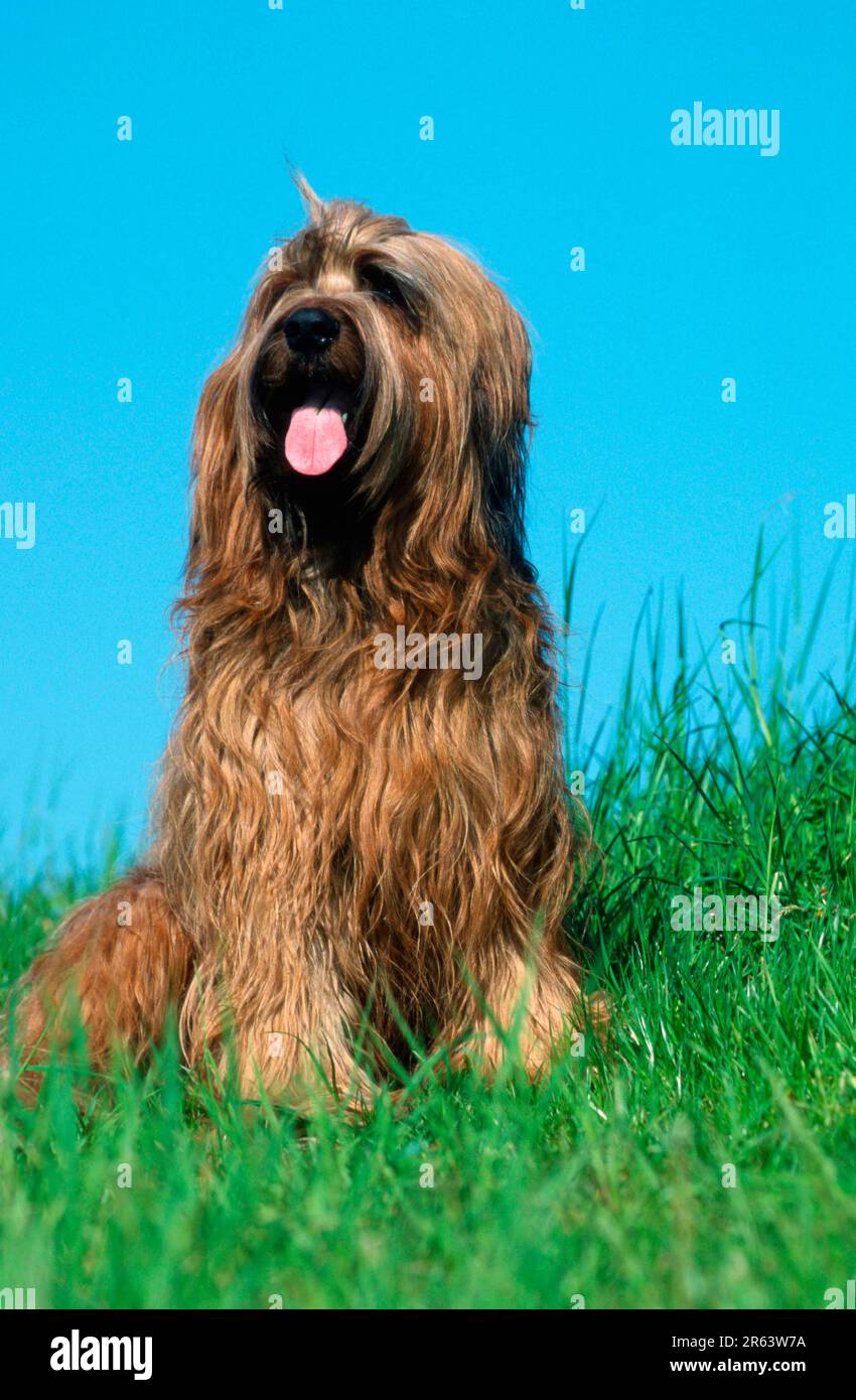 Briard, Berger de Brie (animals) (mammals) (mammals) (domestic dog ...