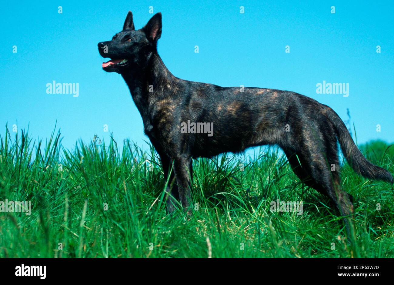 Dutch Shepherd, Hollandse Herder, Dutch Shepherd, outside, outdoor ...