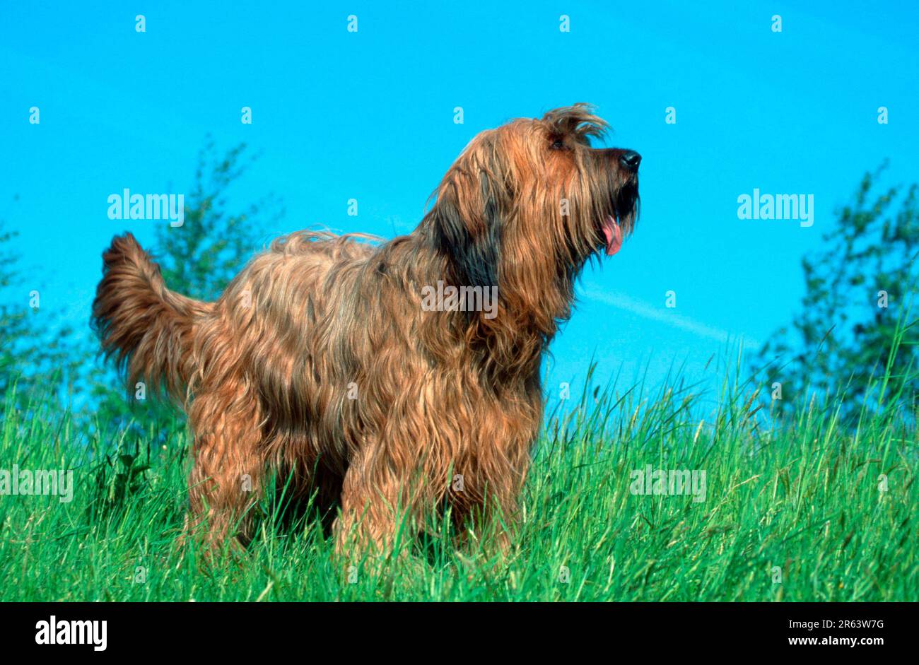 Long hair cattle hi-res stock photography and images - Alamy