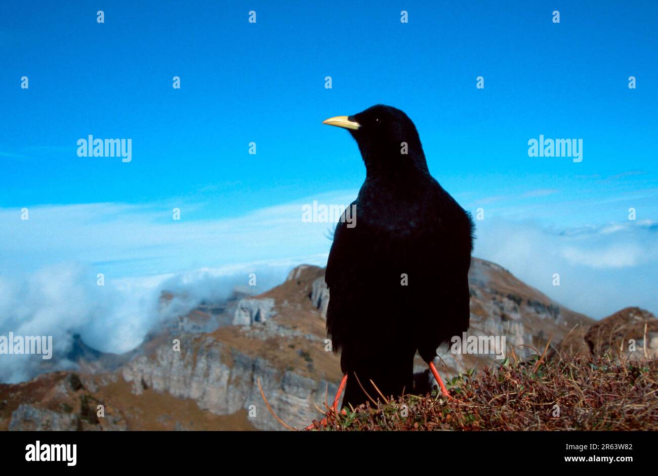 Alpine chough (Pyrrhocorax graculus), Alps, Switzerland Stock Photo - Alamy