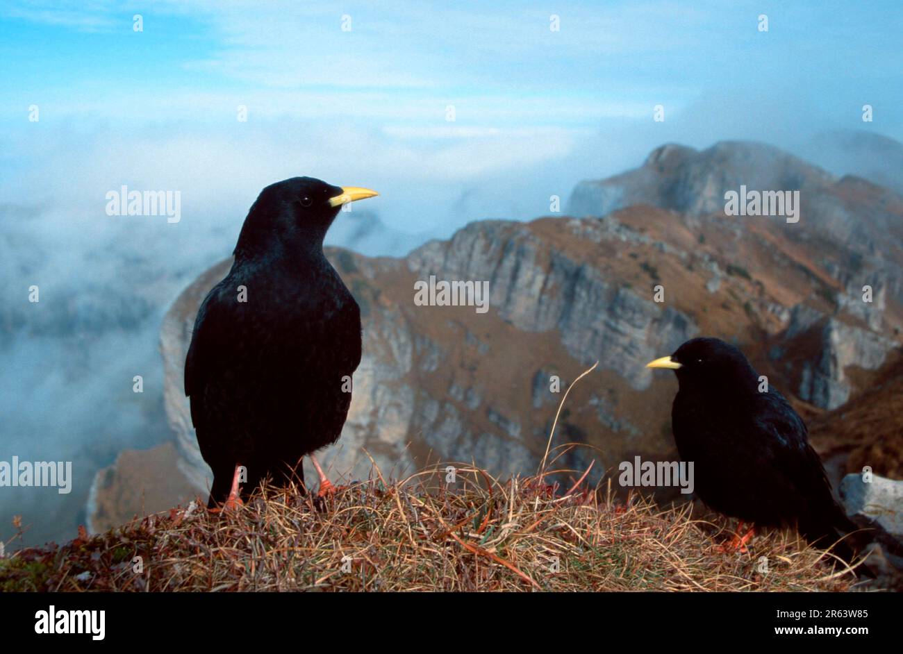 Alpine chough (Pyrrhocorax graculus), Alps, Switzerland Stock Photo - Alamy