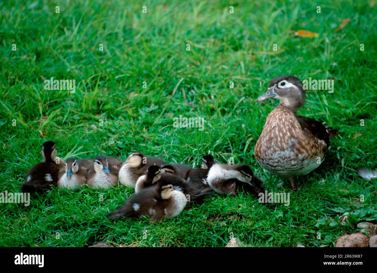 Wood Ducks (Aix sponsa), female with ducklings Stock Photo - Alamy