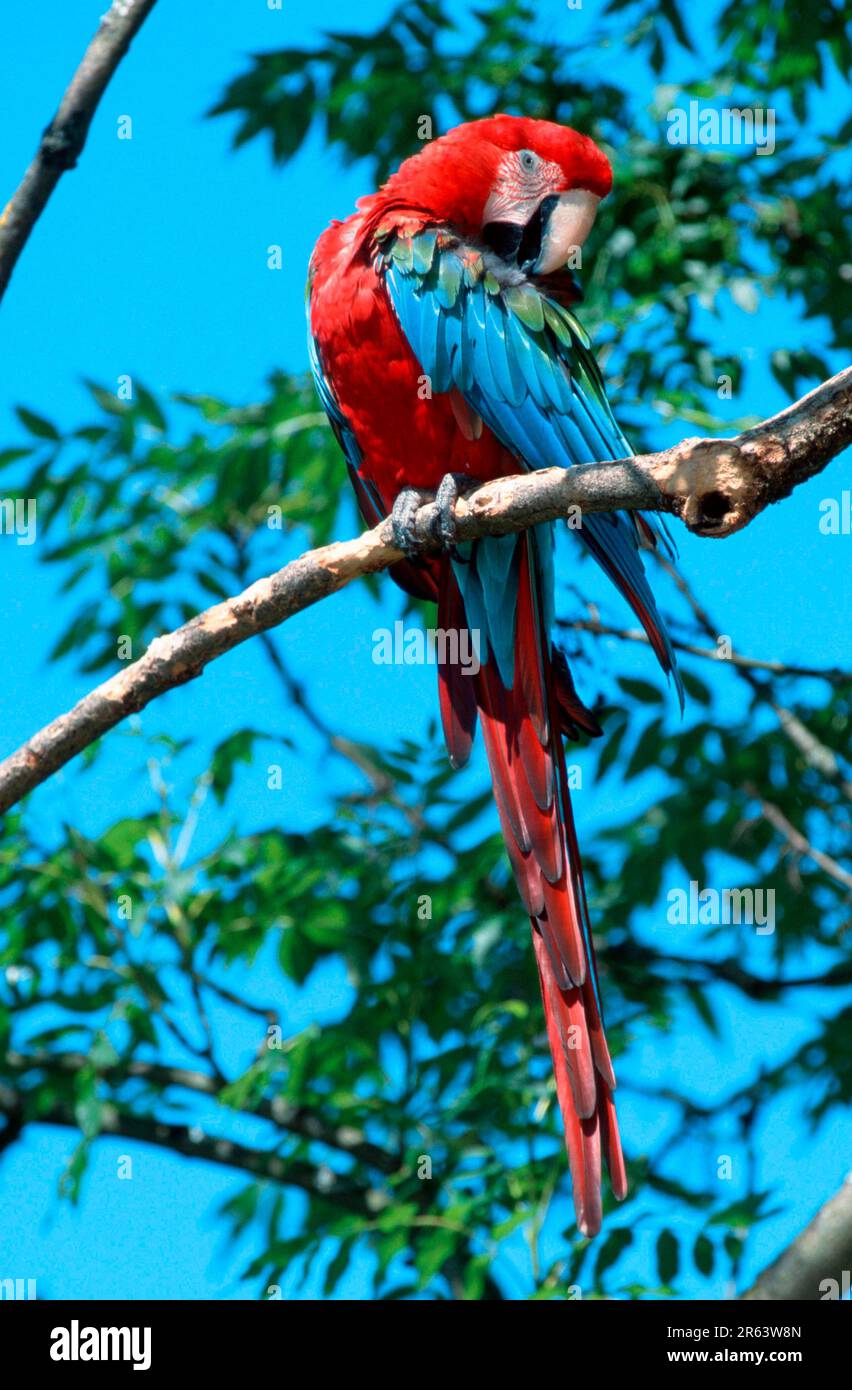 Green-winged Macaw (Ara chloroptera Stock Photo - Alamy