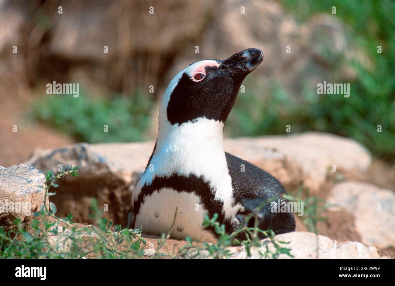 African Penguin (Spheniscus demersus), african penguin Stock Photo - Alamy