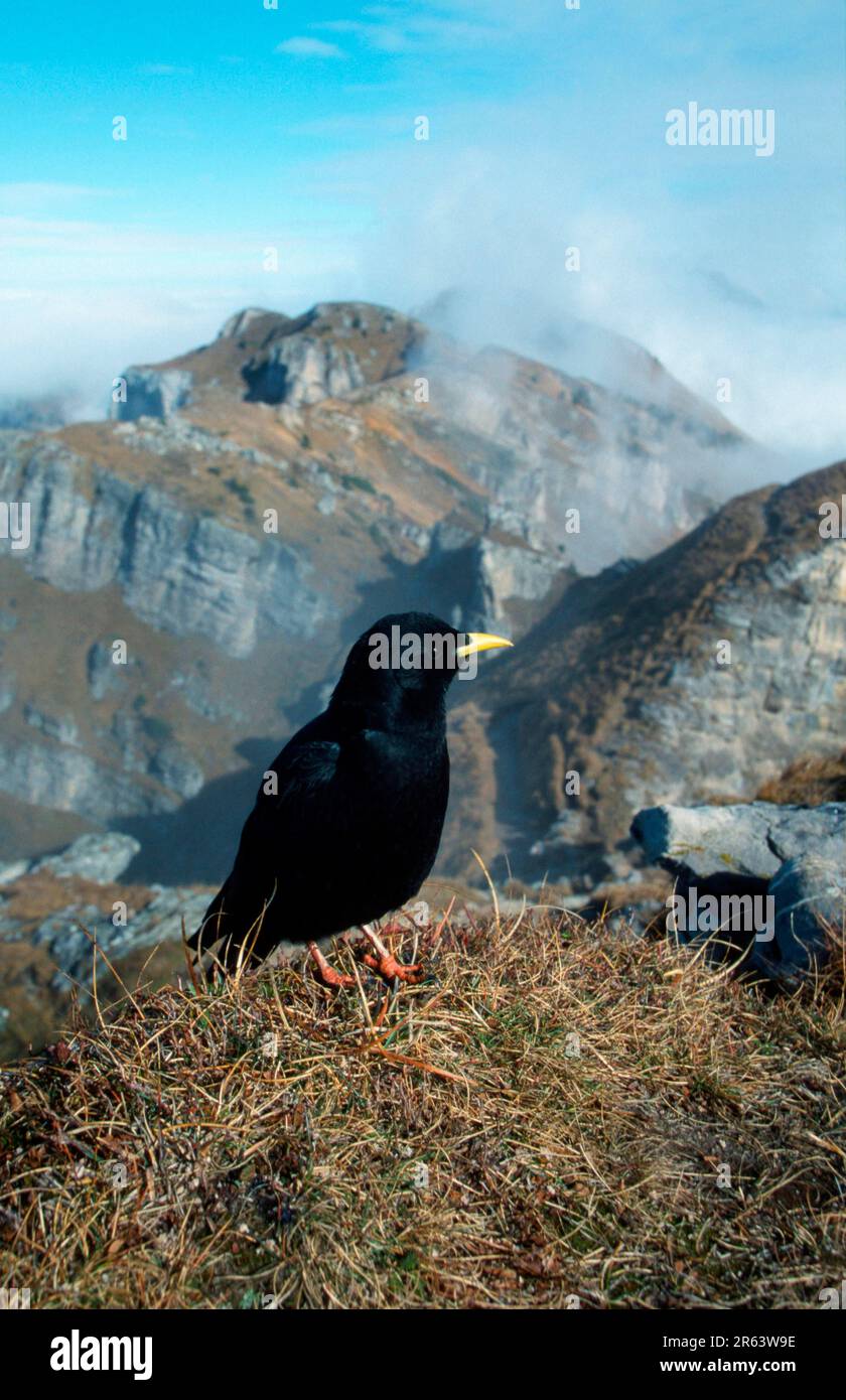 Alpine chough (Pyrrhocorax graculus), Alps, Switzerland Stock Photo - Alamy