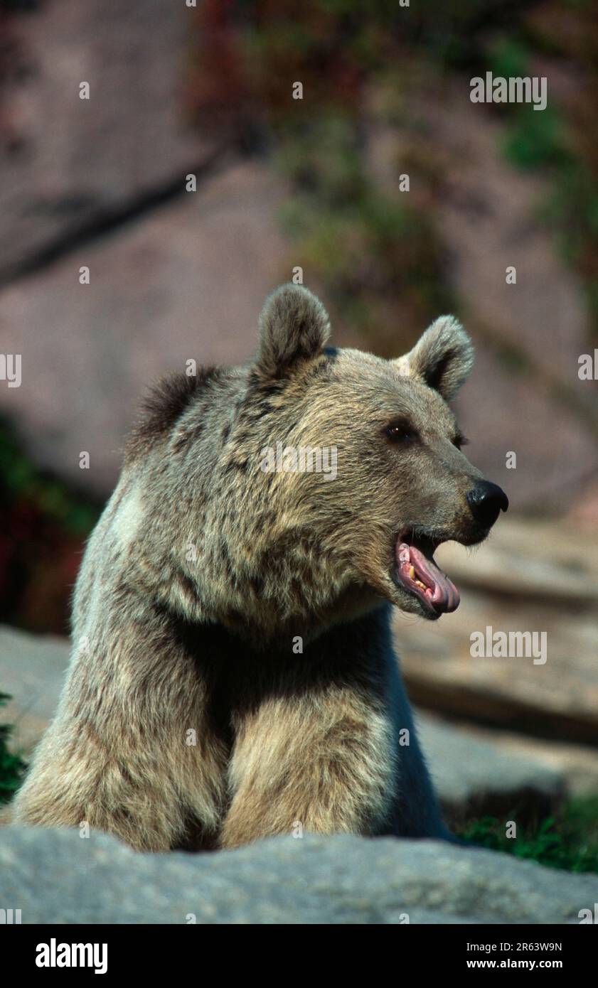 Brown bear communication hi-res stock photography and images - Alamy
