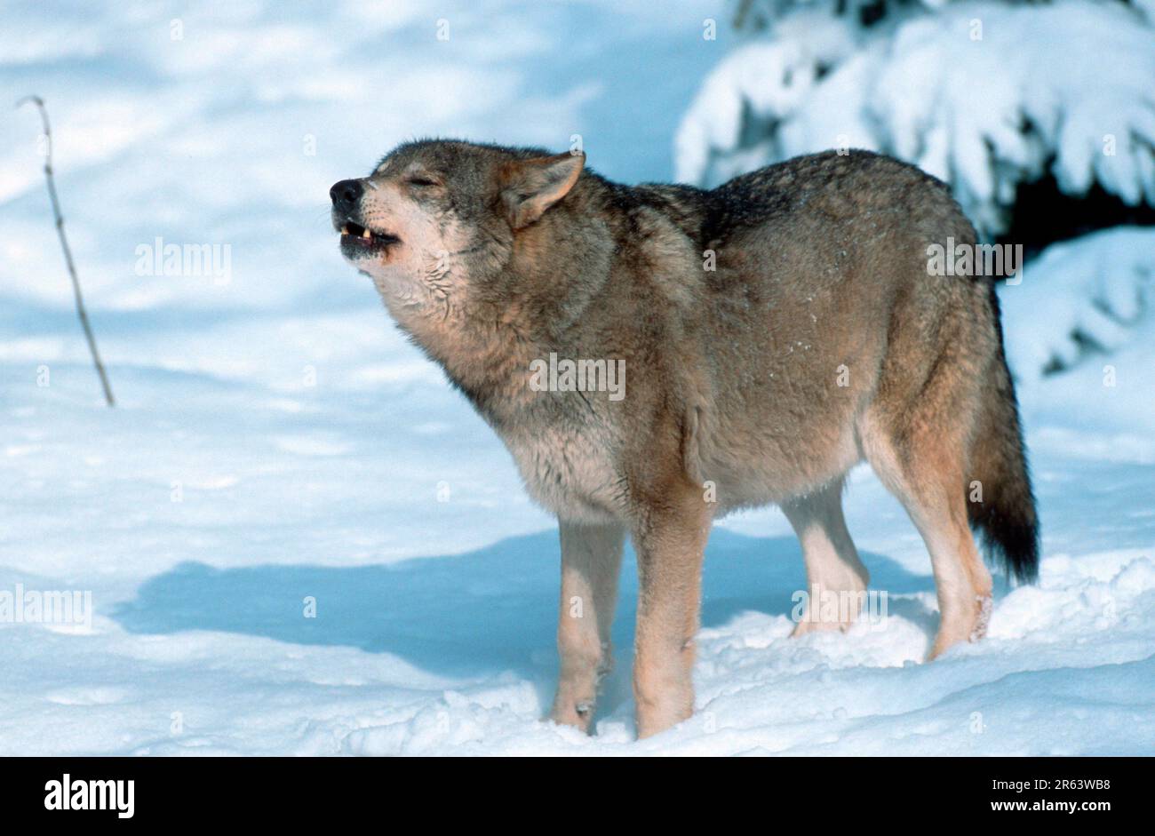 Winter wolf howl hi-res stock photography and images - Alamy