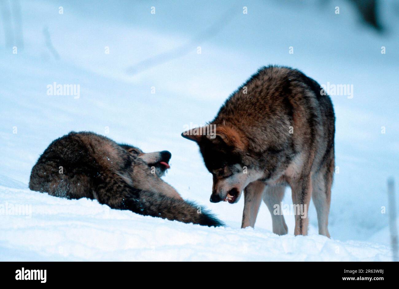 Gray wolves (Canis lupus), dominance behaviour Stock Photo - Alamy