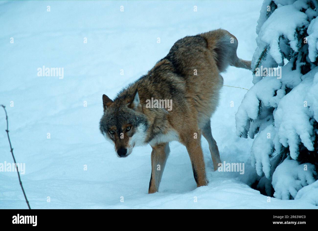 Gray wolf (Canis lupus), male, marking, urinating, male, marks his ...