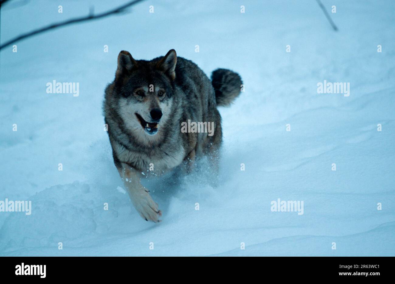 Wolf speed hi-res stock photography and images - Alamy