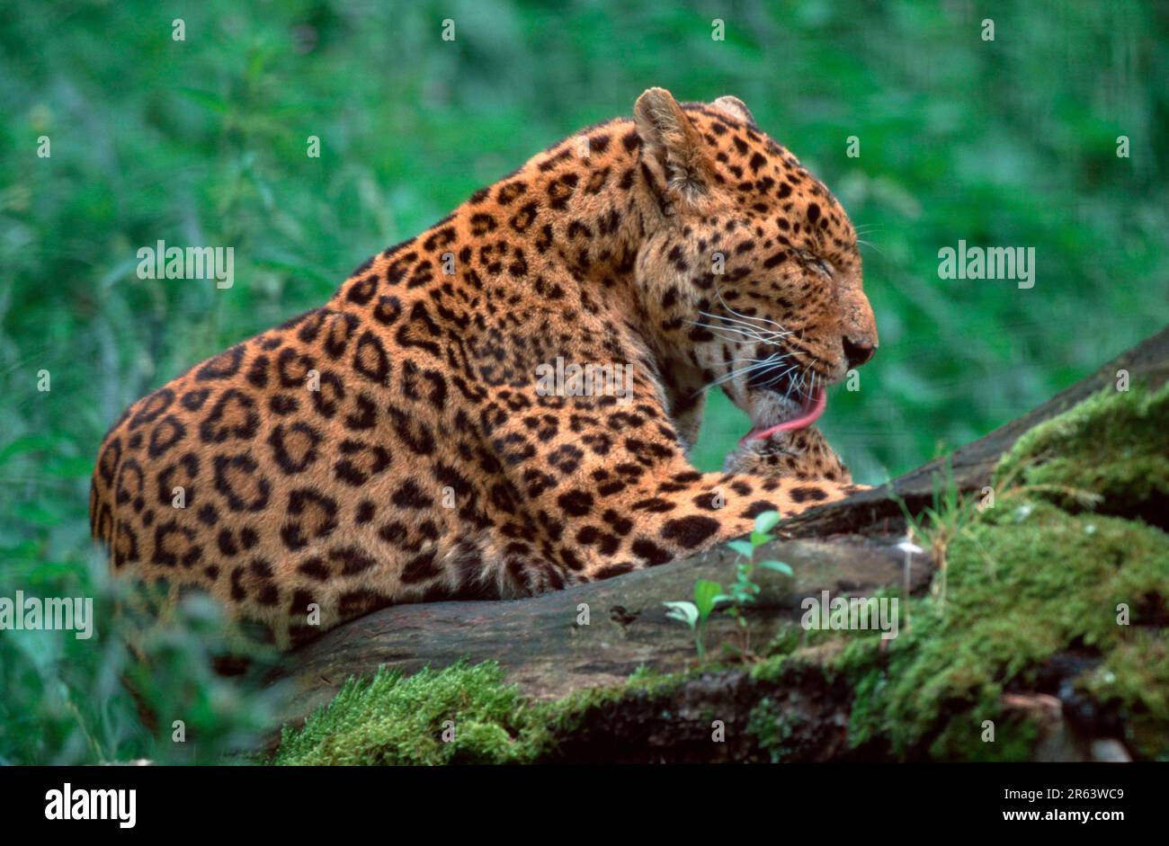 Leopard (Panthera pardus Stock Photo - Alamy