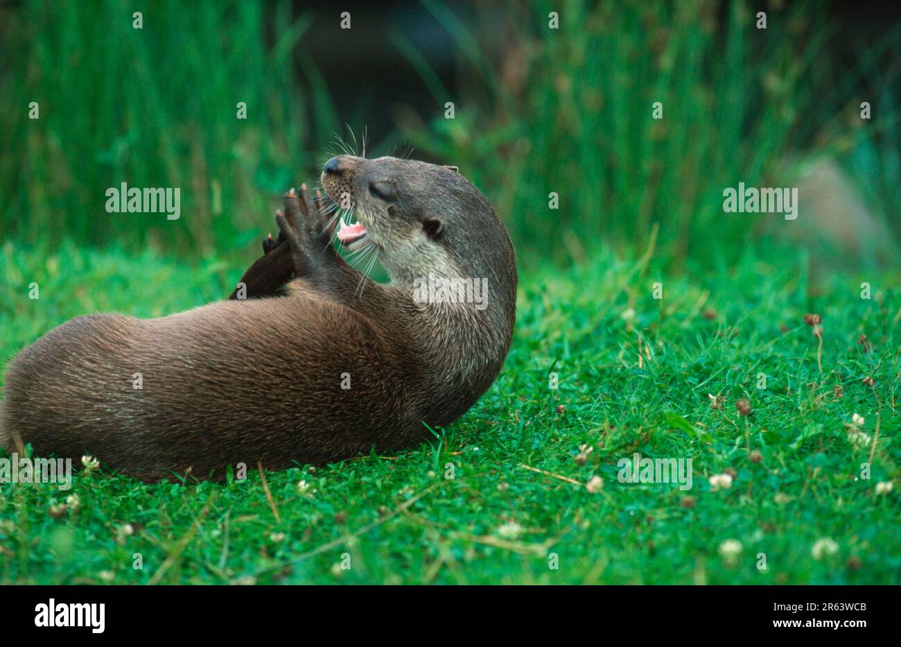 Pause tail hi-res stock photography and images - Alamy