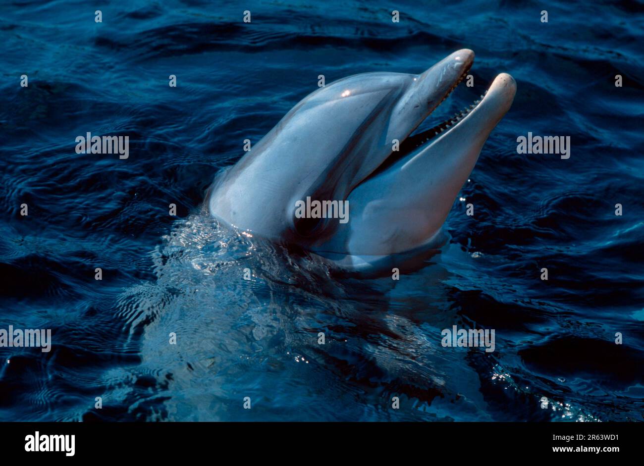 Portrait dolphin hi-res stock photography and images - Alamy