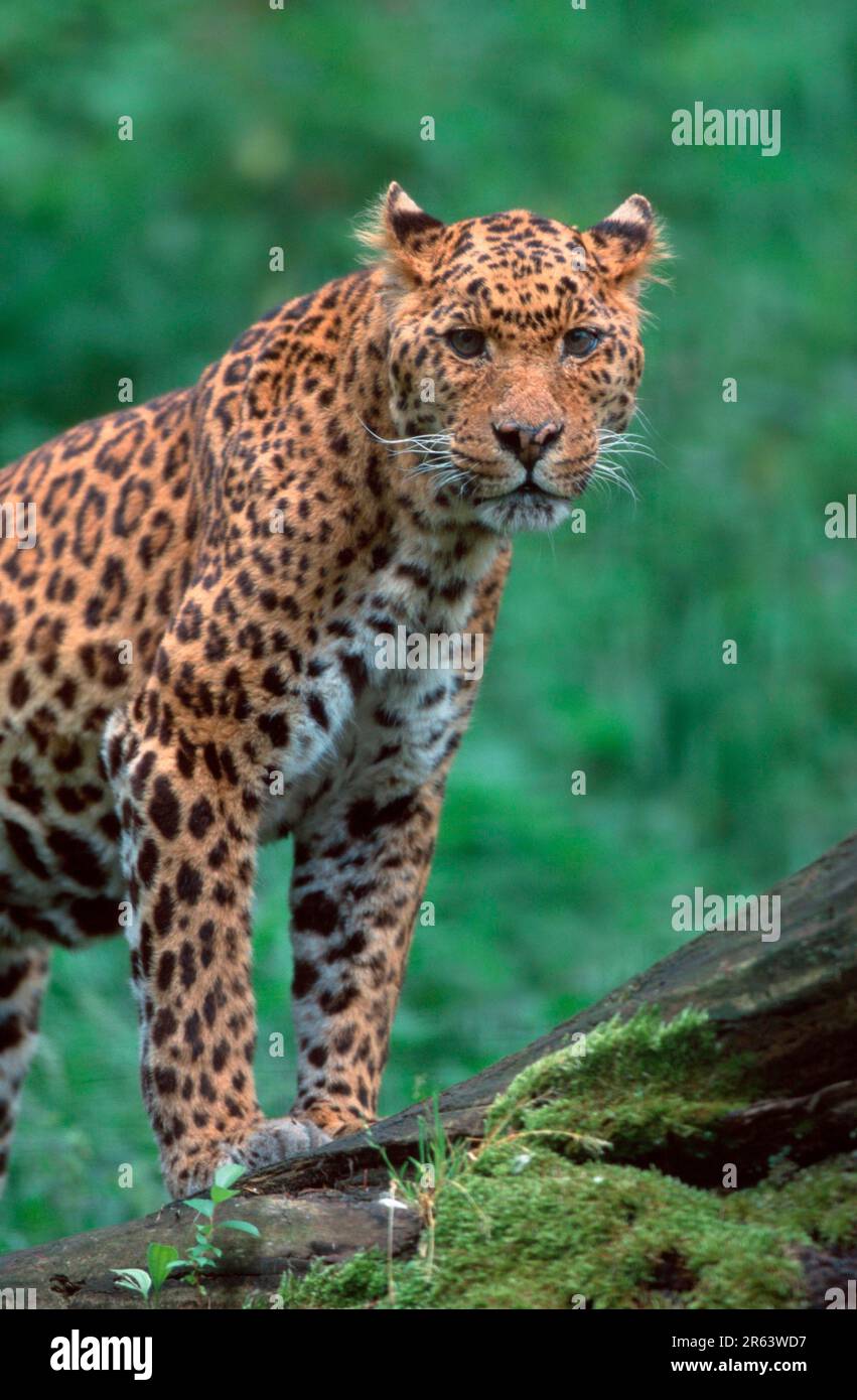 Leopard (Panthera pardus Stock Photo - Alamy