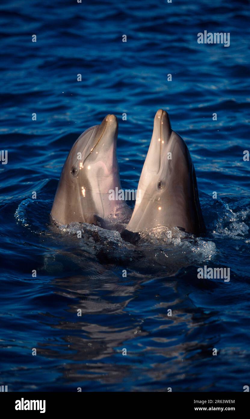 Bottlenose Dolphins (Tursiops truncatus Stock Photo - Alamy