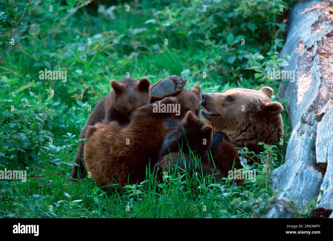 European Brown Bears (Ursus arctos), female nursing cubs, European ...