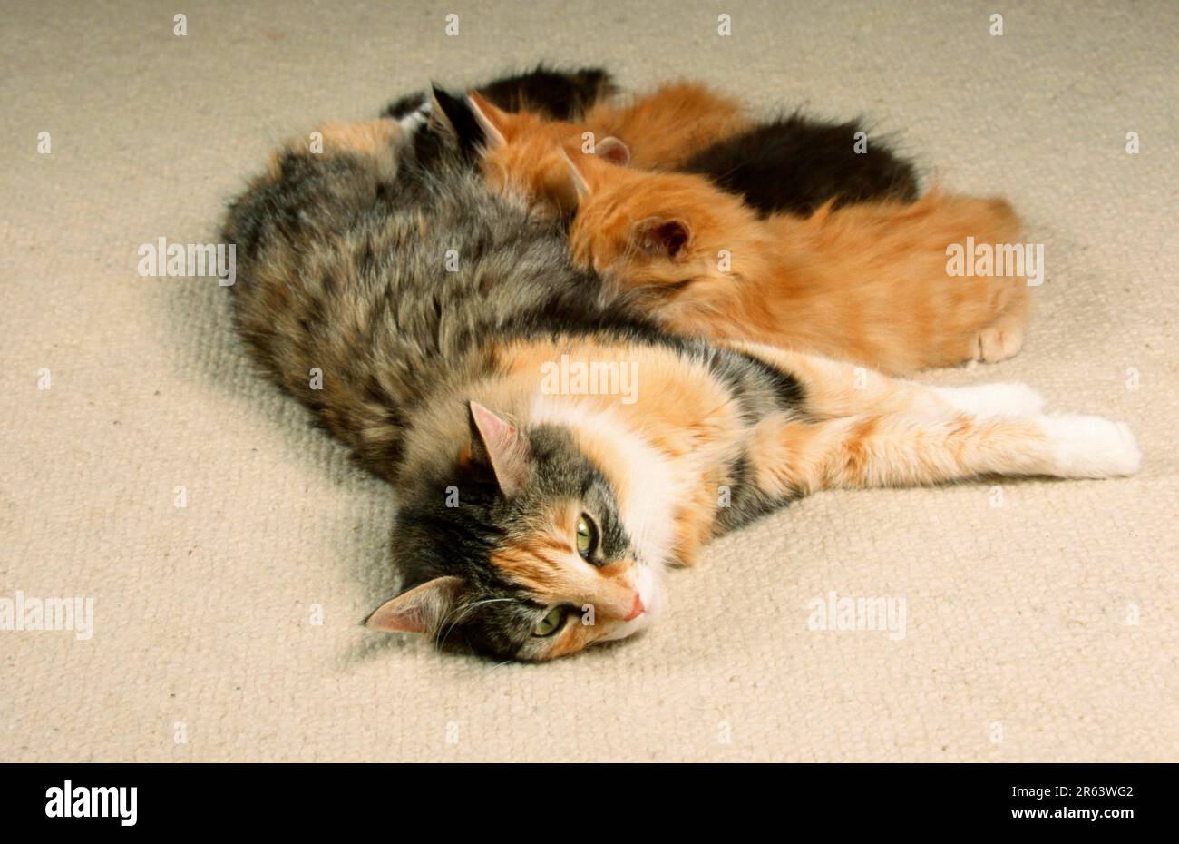 Norwegian Forest Cat suckling kittens, 8 weeks, releasable Stock Photo ...