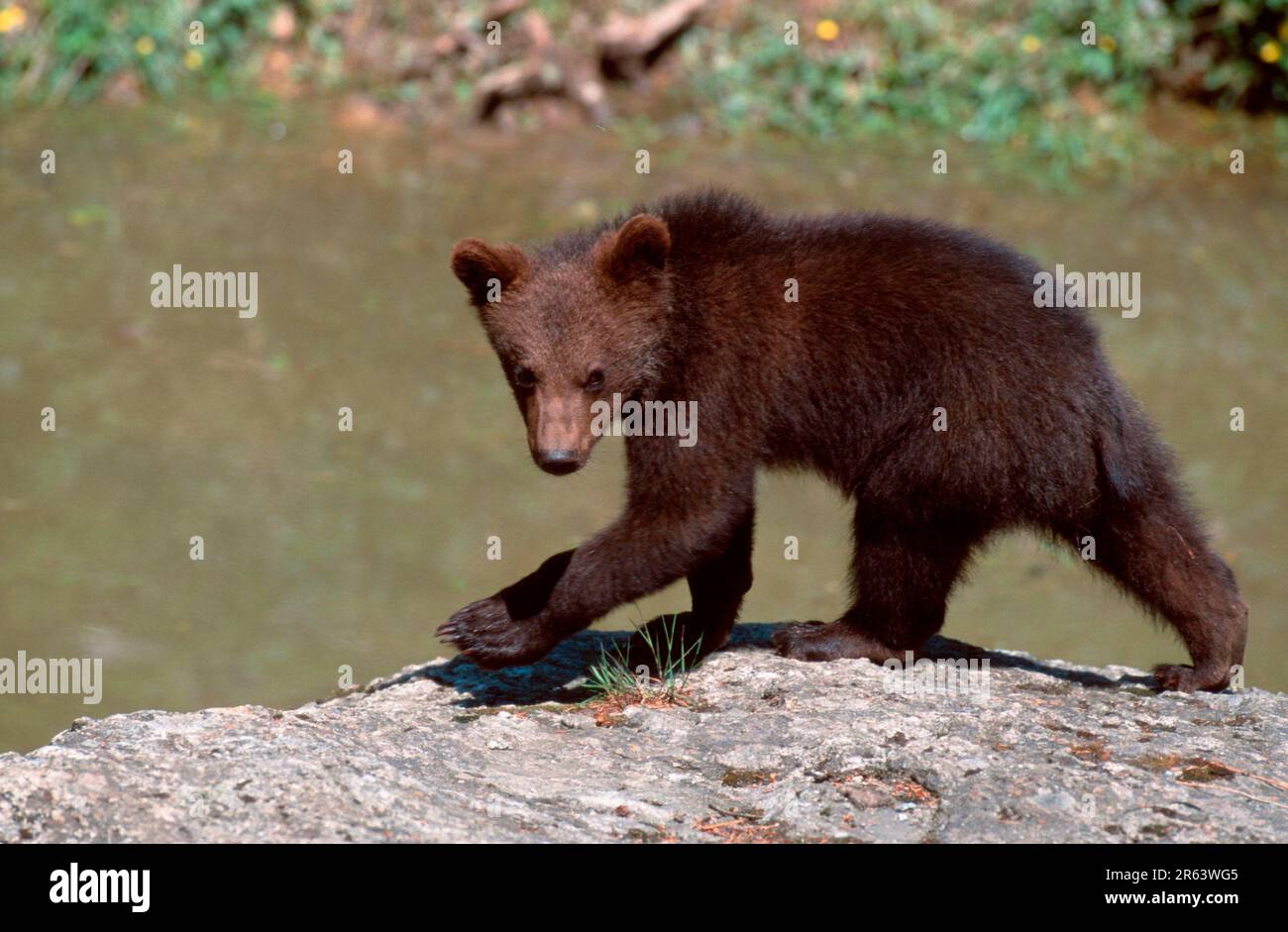European Brown Bear (Ursus arctos), young, European brown bear, young ...
