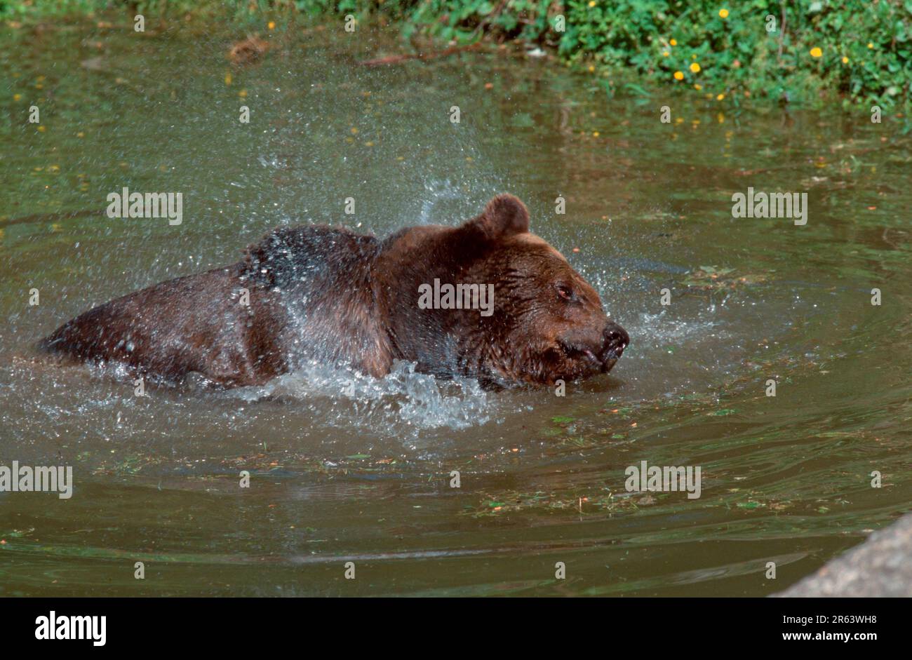 European Brown Bear (Ursus arctos), shaking water of its coat, European ...