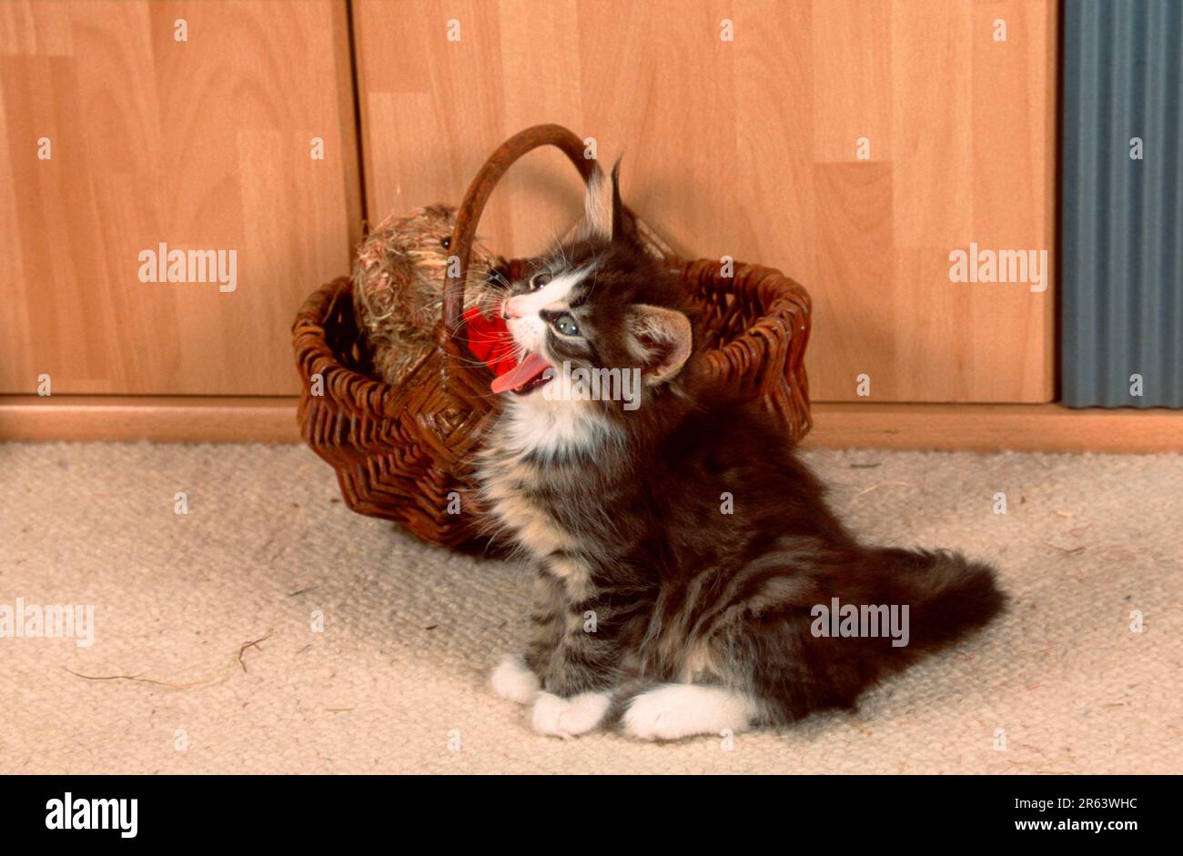 Norwegian Forest Cat, kitten, 8 weeks Stock Photo - Alamy