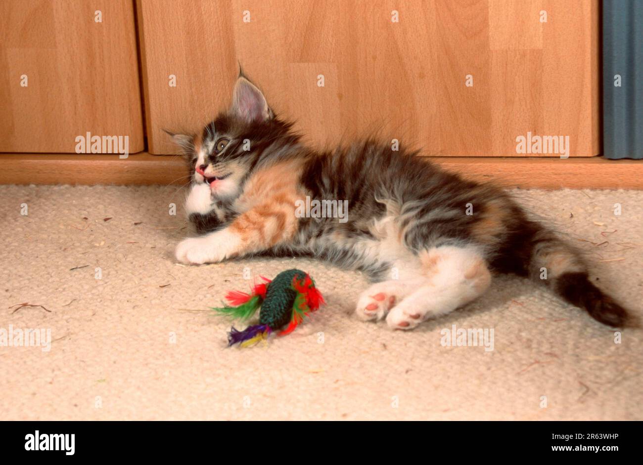 Norwegian forest cat paw hi-res stock photography and images - Alamy