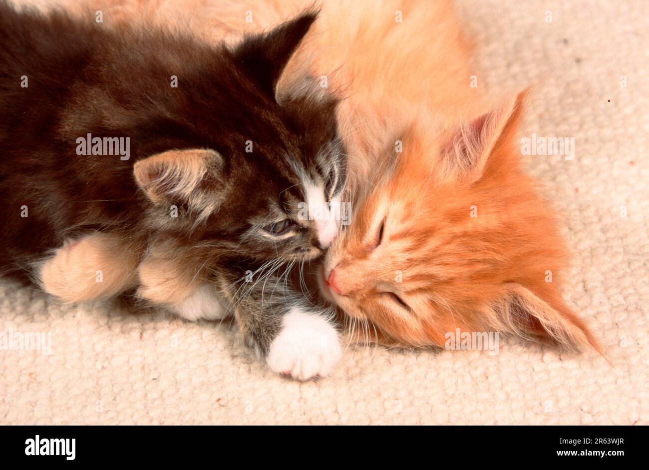 Norwegian Forest Cats, Kittens, 8 weeks Stock Photo - Alamy
